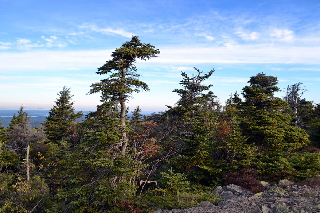 acadia trees fall1-6-72 – Barbara Duffy