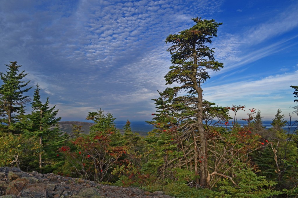 acadia trees fall1-7-72 – Barbara Duffy