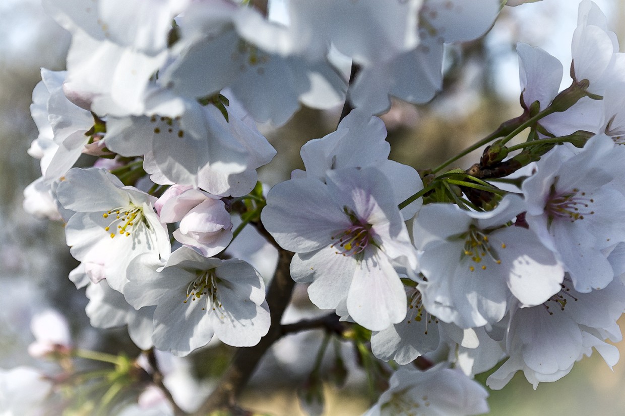 whiteflowers-72 – Barbara Duffy